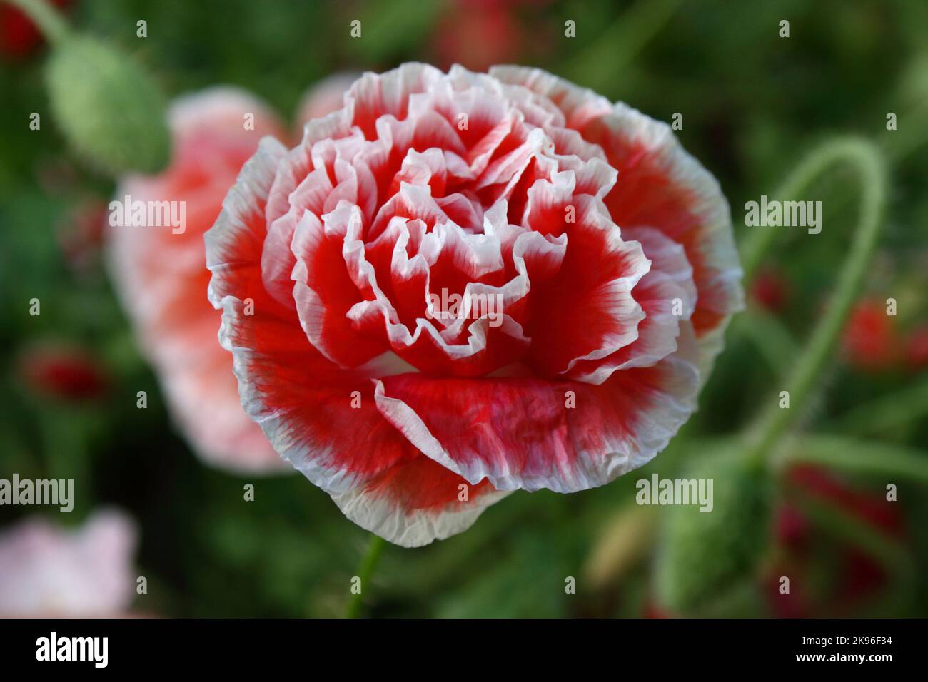 Flower of Field Poppy (Papaver rhoeas 'Shirley Double Mix' Stock Photo ...