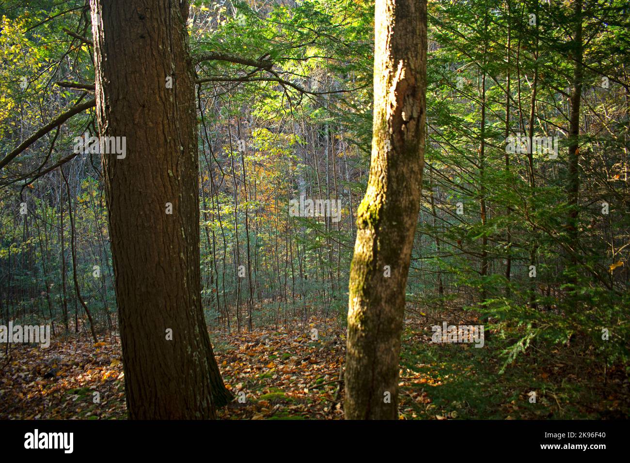 Autumn foliage colors are at their peak at the Pocono mountains at ...