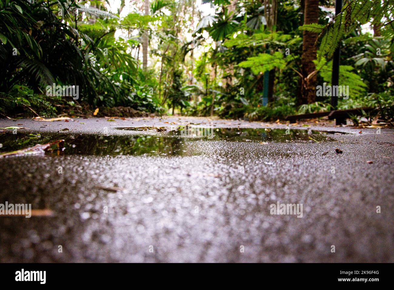 A water puddle on asphalt pavement reflecting the forest vegetation ...