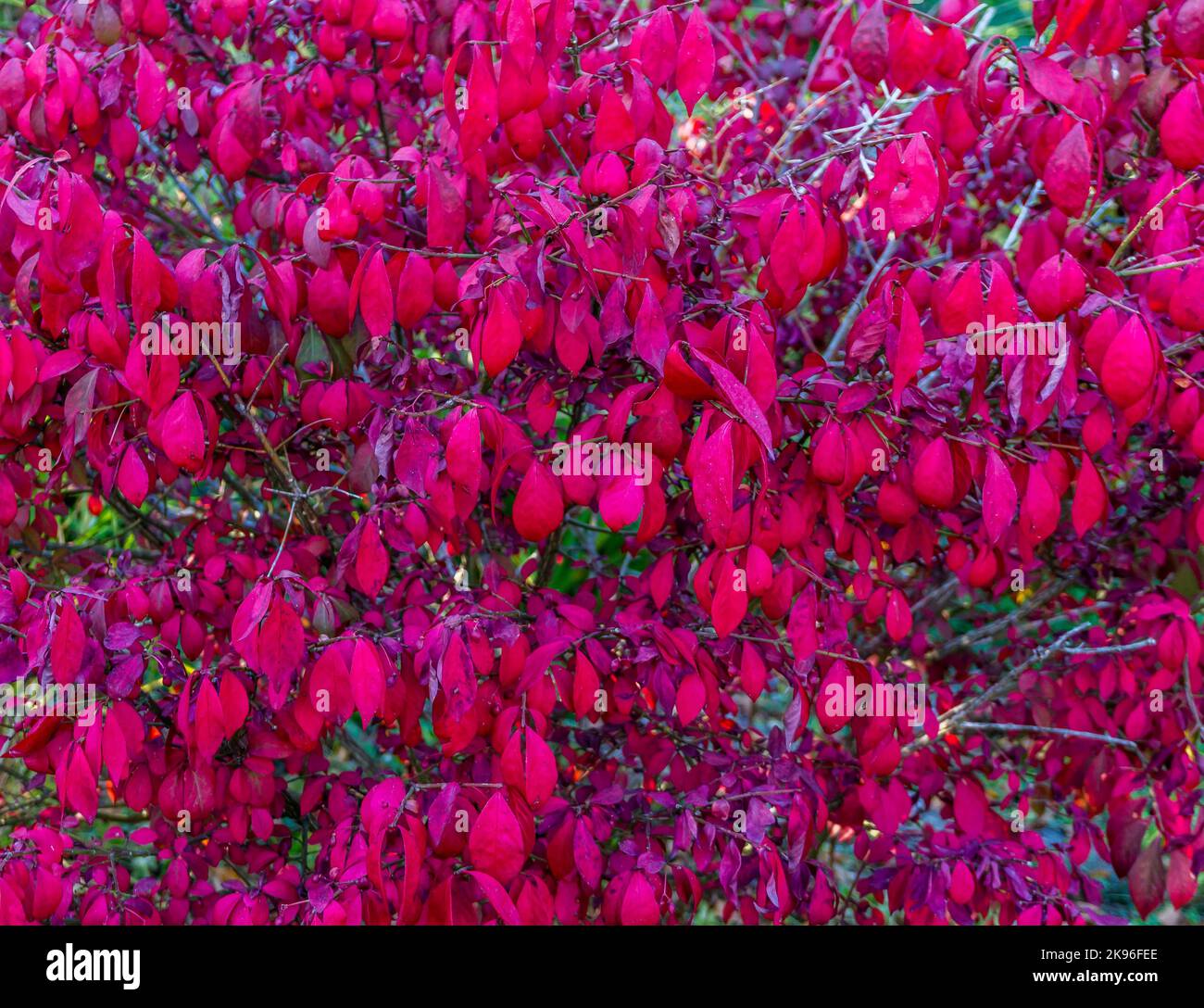 A background shot of droopy red leave in Washington State Stock Photo ...