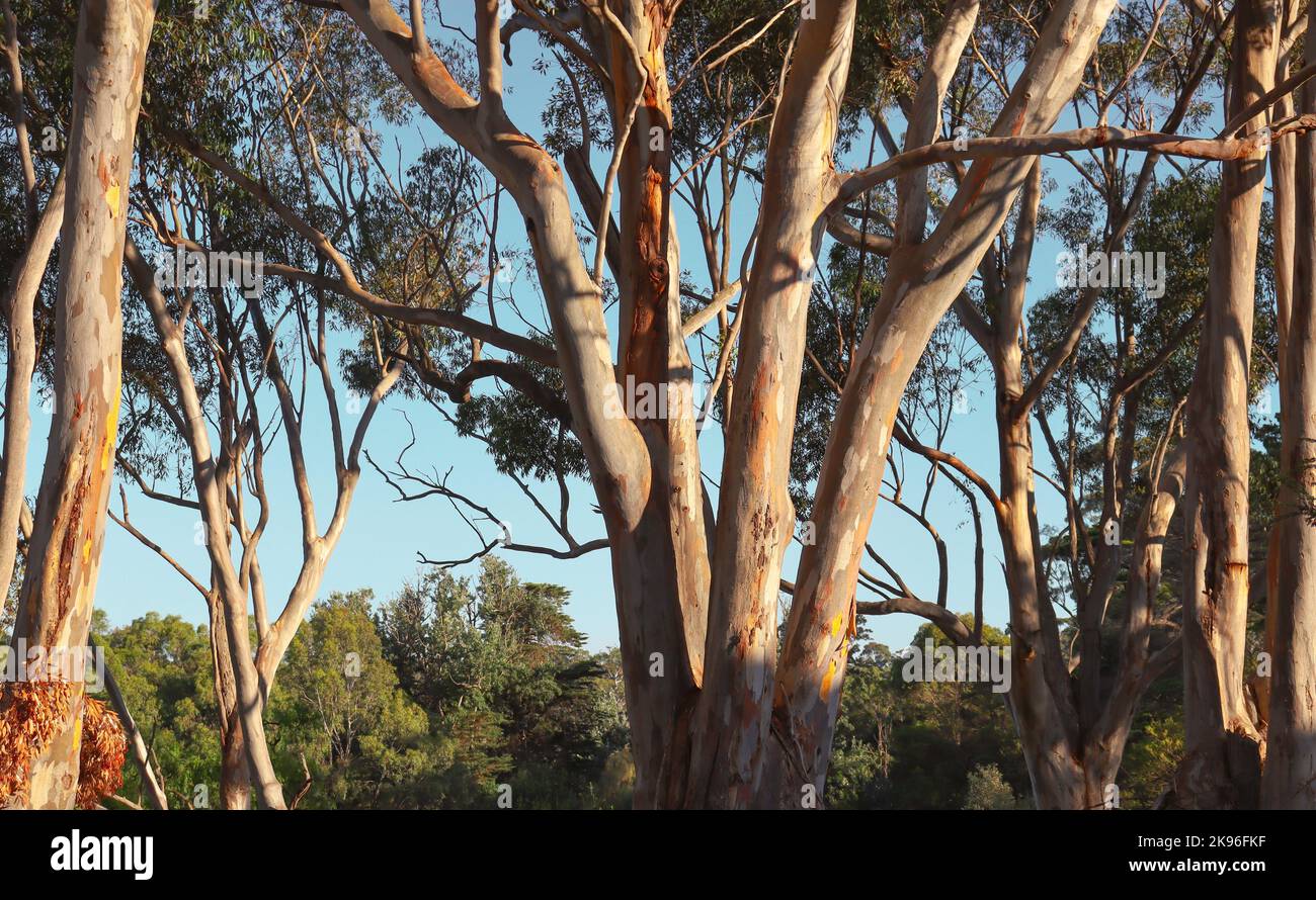 The eucalyptus trees in bushland Stock Photo - Alamy