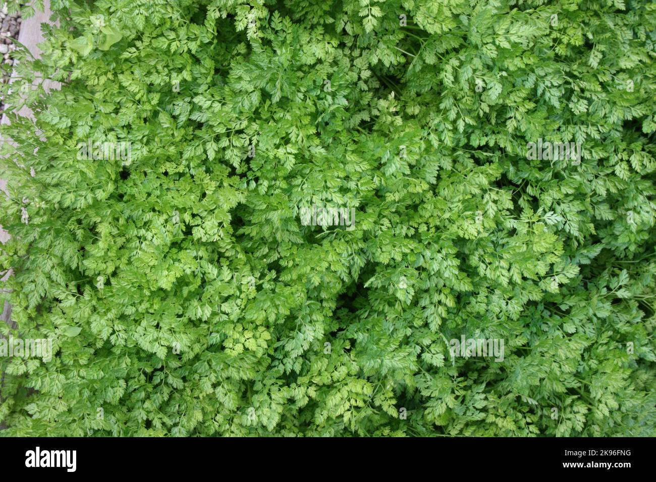 Chervil garden hi-res stock photography and images - Alamy