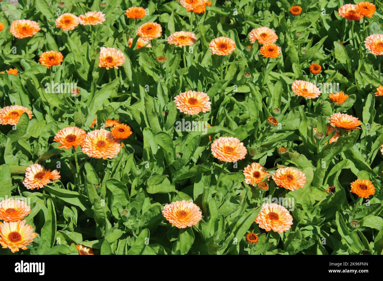 Pot Marigold (Calendula officinalis 'Pink Surprise') in garden Stock ...