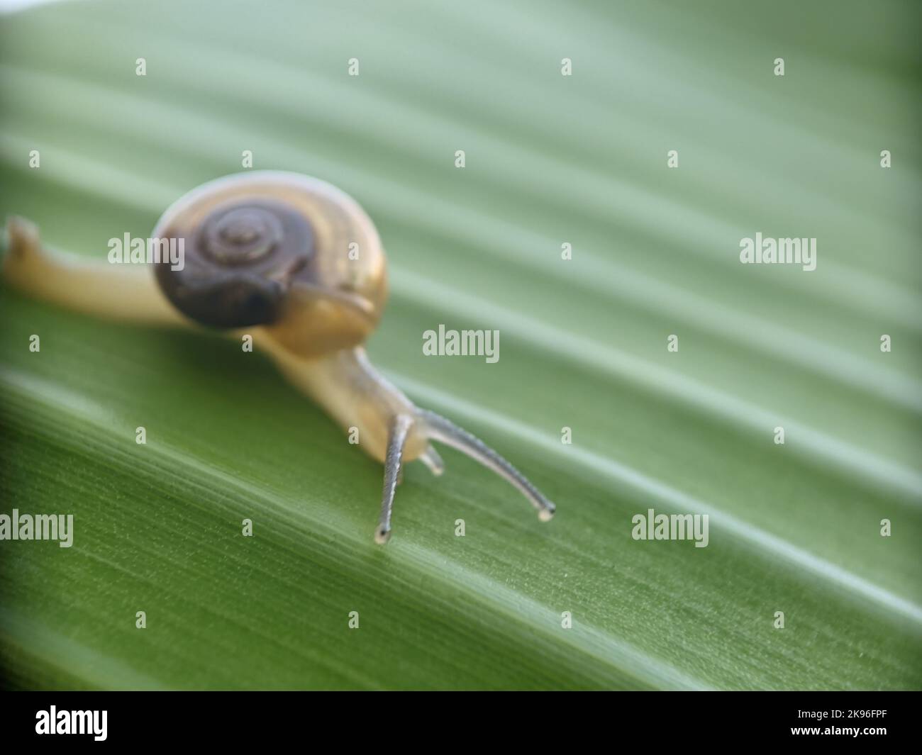 A macro shot of a snail on a leaf Stock Photo - Alamy