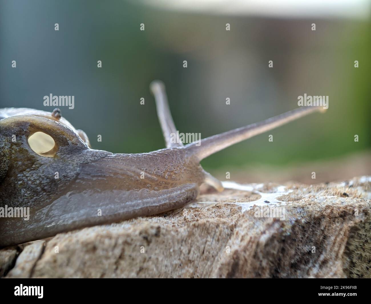 A macro shot of a snail on a stone Stock Photo - Alamy