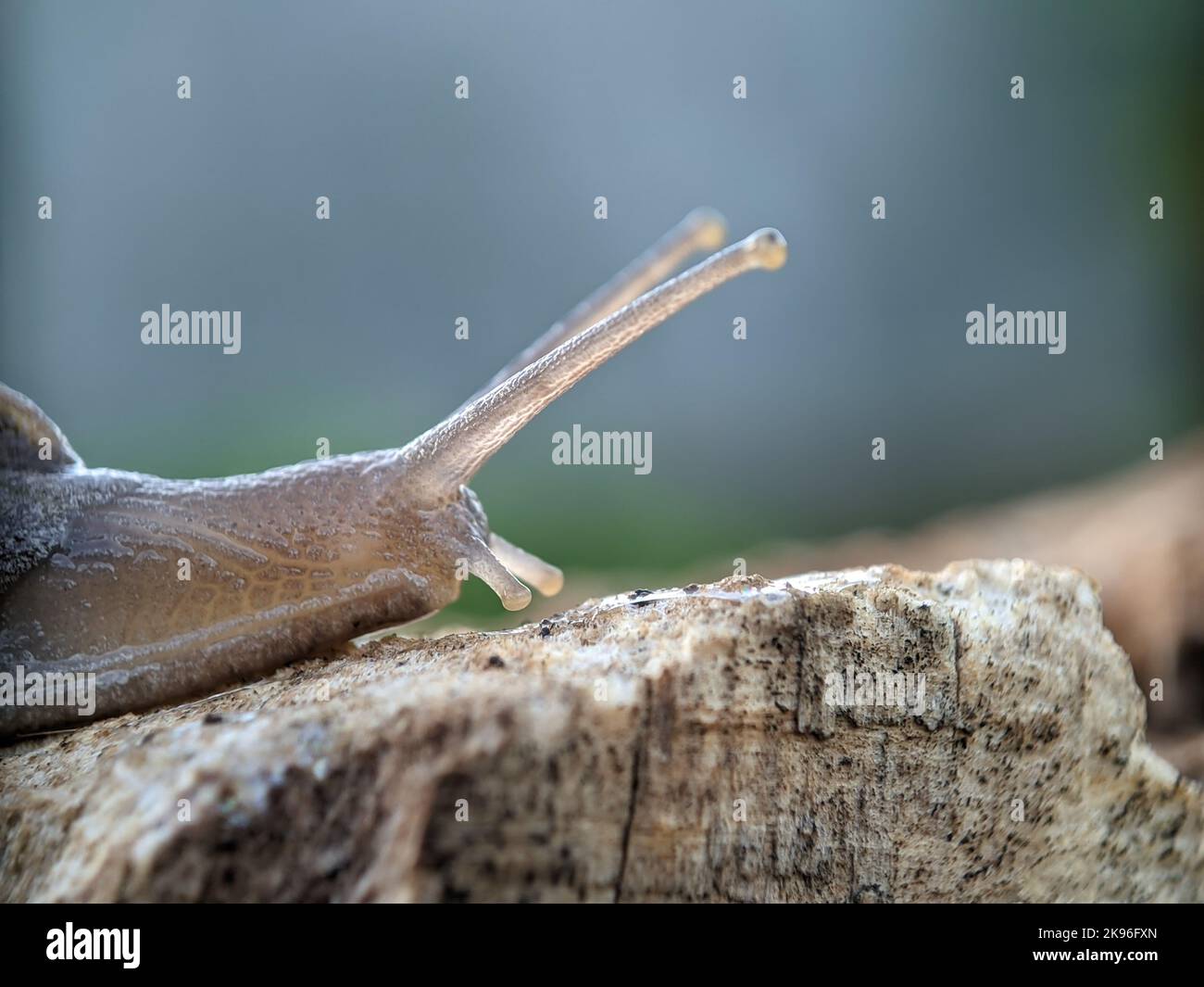 A macro shot of a snail on a stone Stock Photo - Alamy