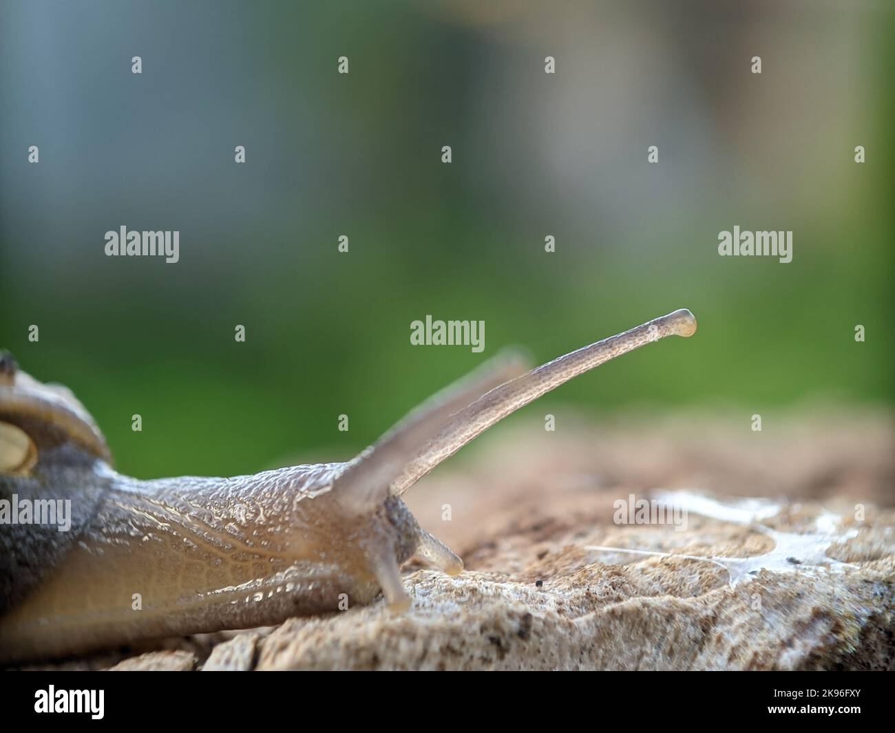A macro shot of a snail on a stone Stock Photo - Alamy