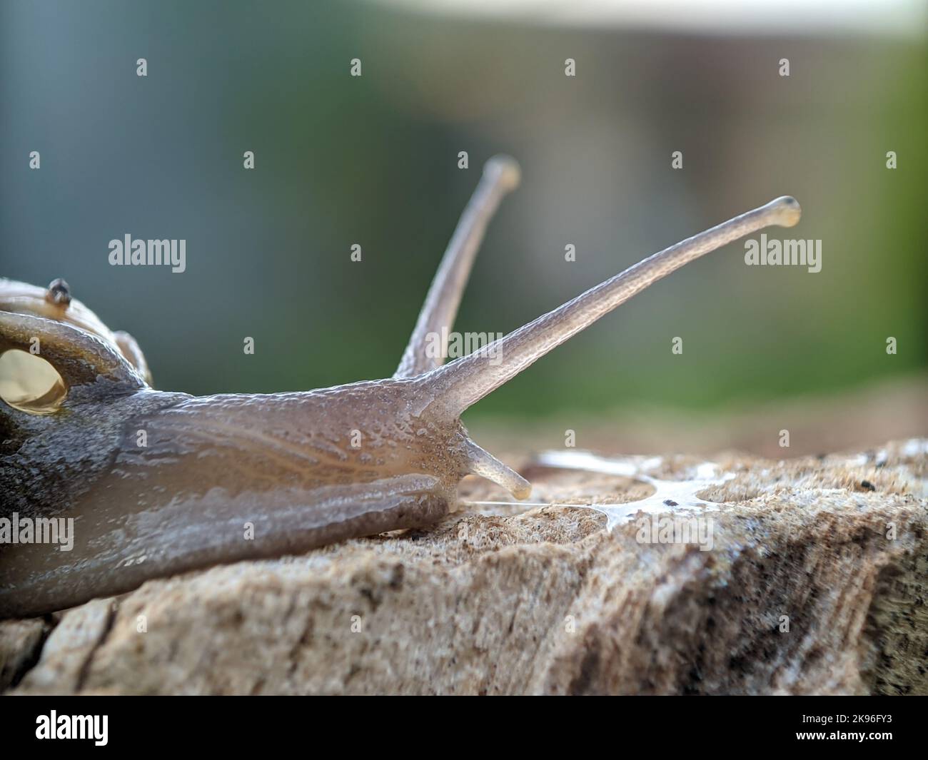 A macro shot of a snail on a stone Stock Photo - Alamy