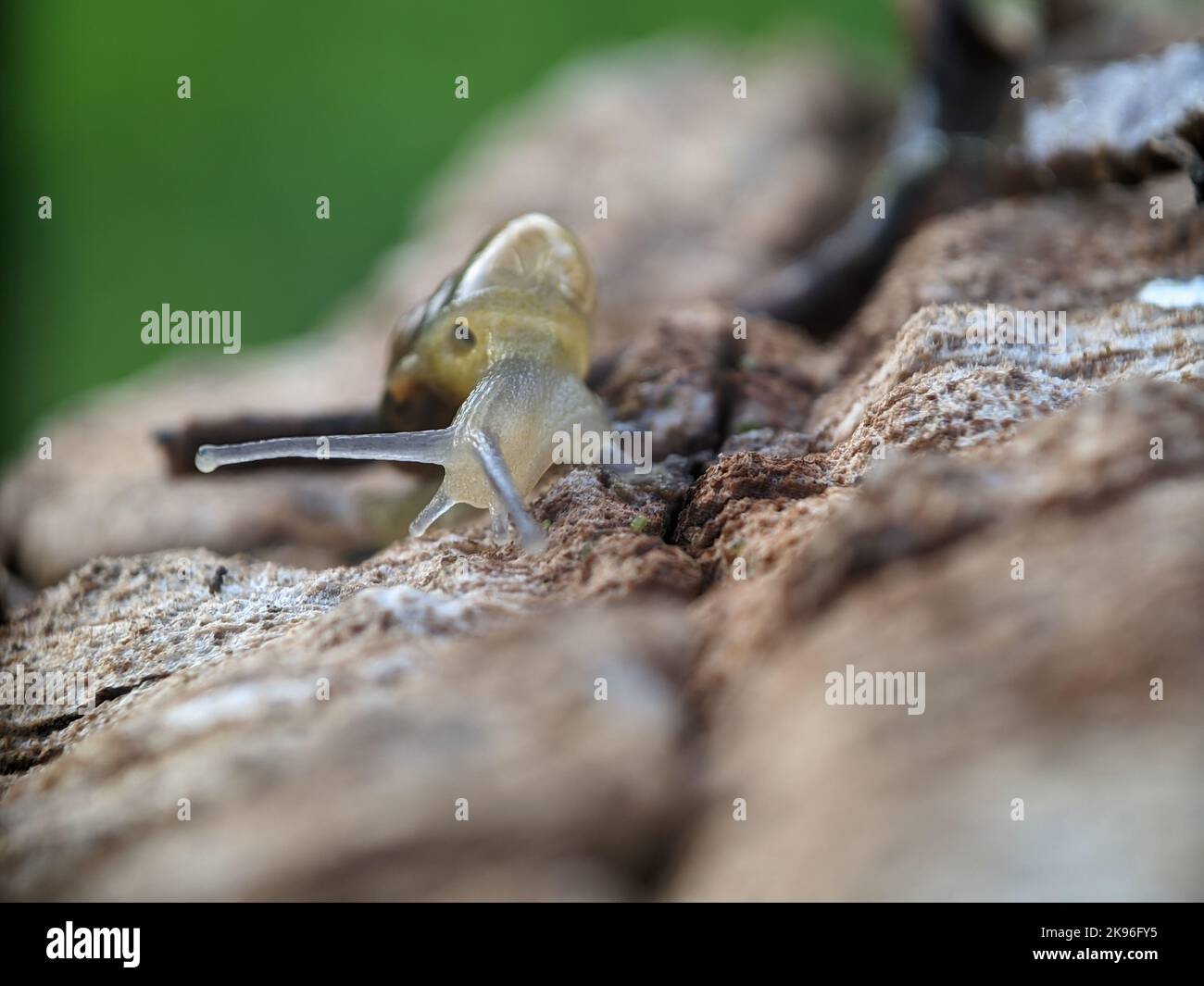 A macro shot of a snail on a stone Stock Photo - Alamy