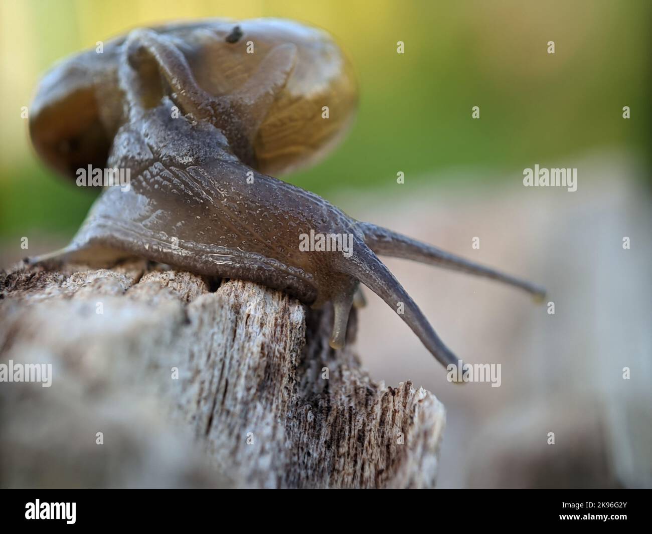 A macro shot of a snail on a stone Stock Photo - Alamy