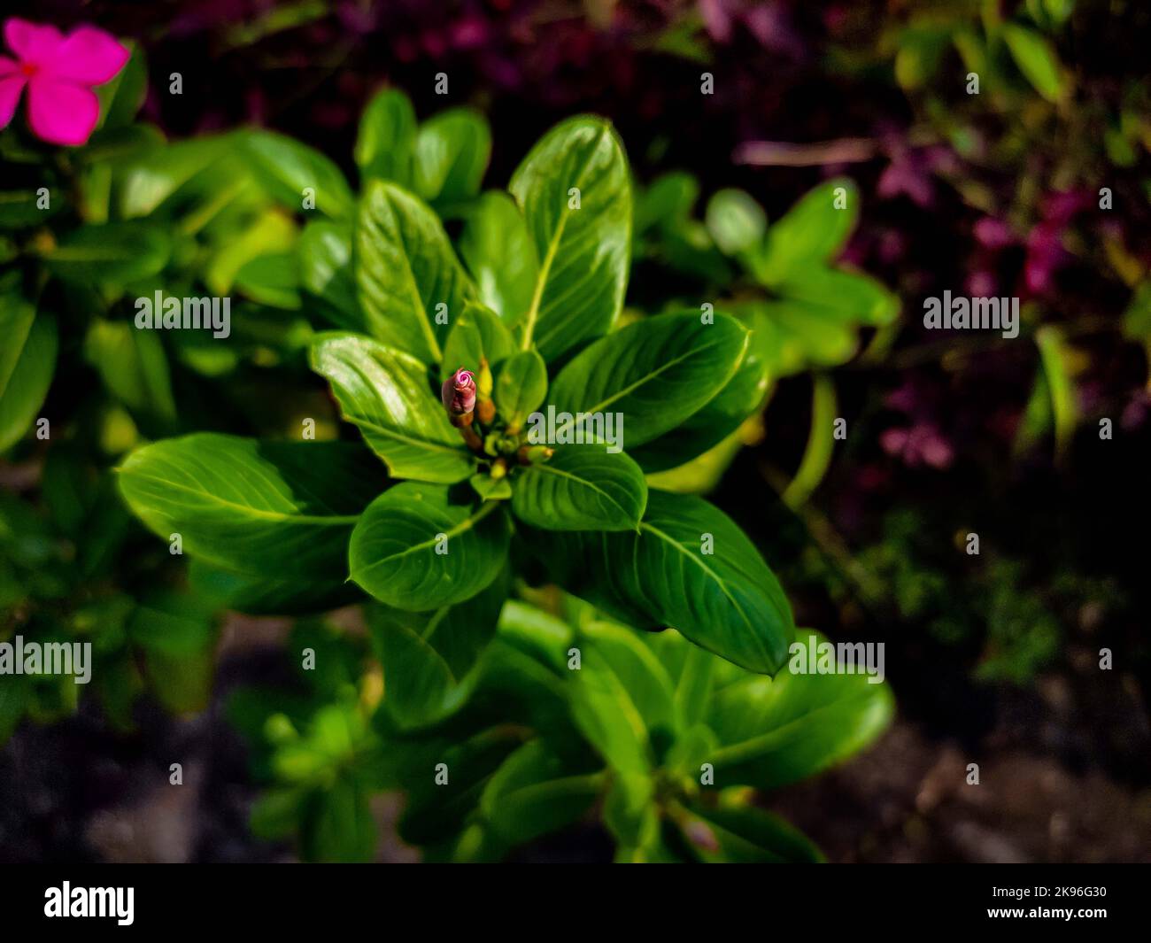 A selective focus shot of a plant with a pink bud in a garden Stock ...