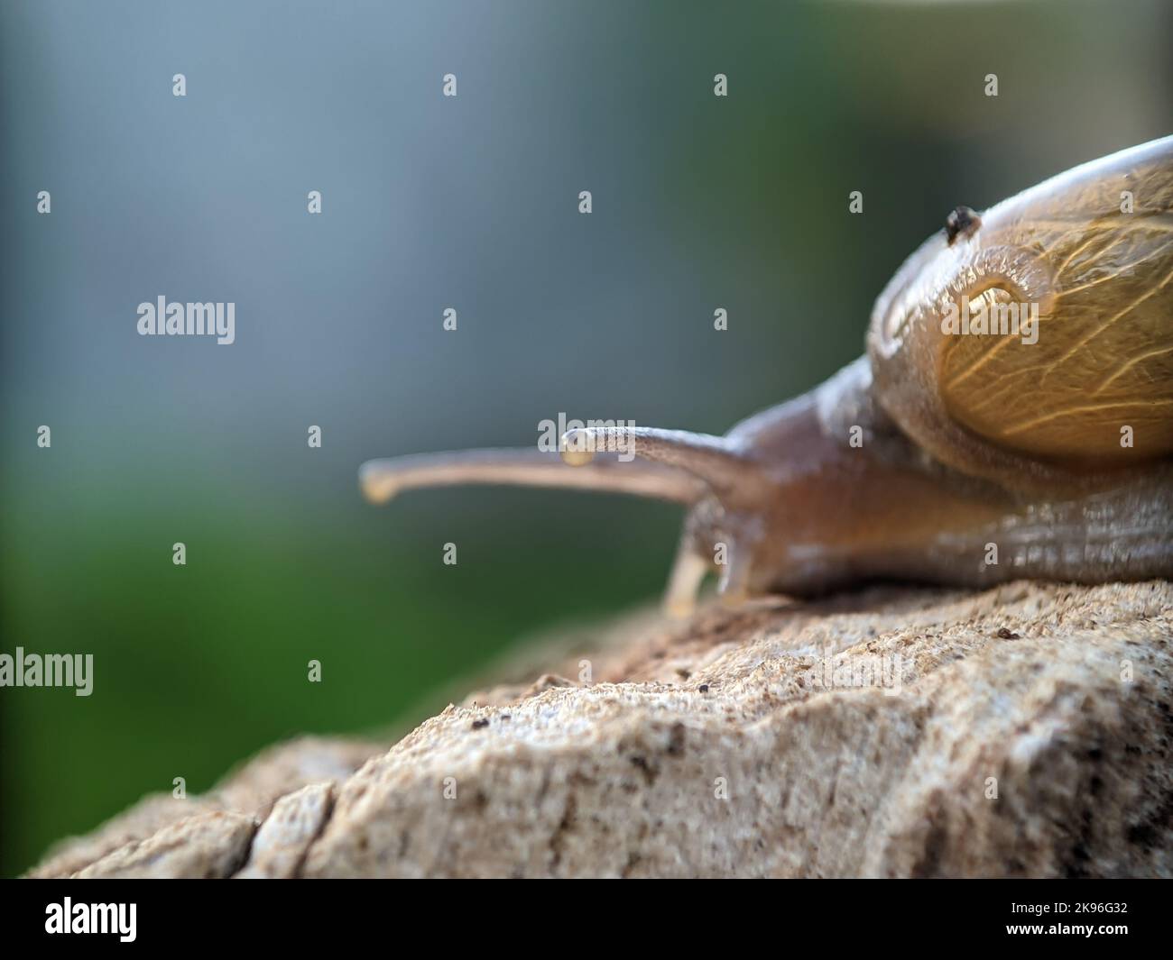 A macro shot of a snail on a stone Stock Photo - Alamy