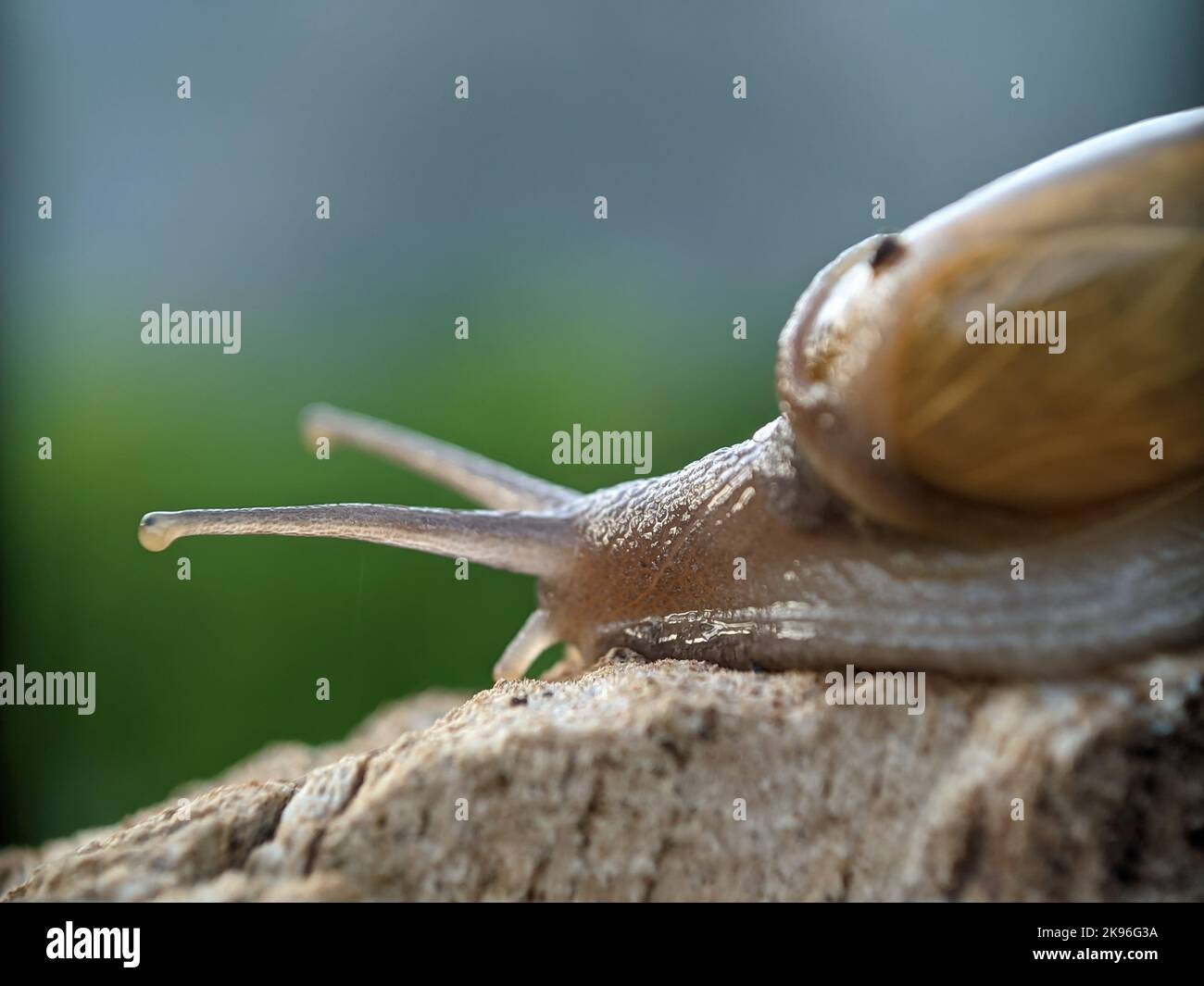 A macro shot of a snail on a stone Stock Photo - Alamy
