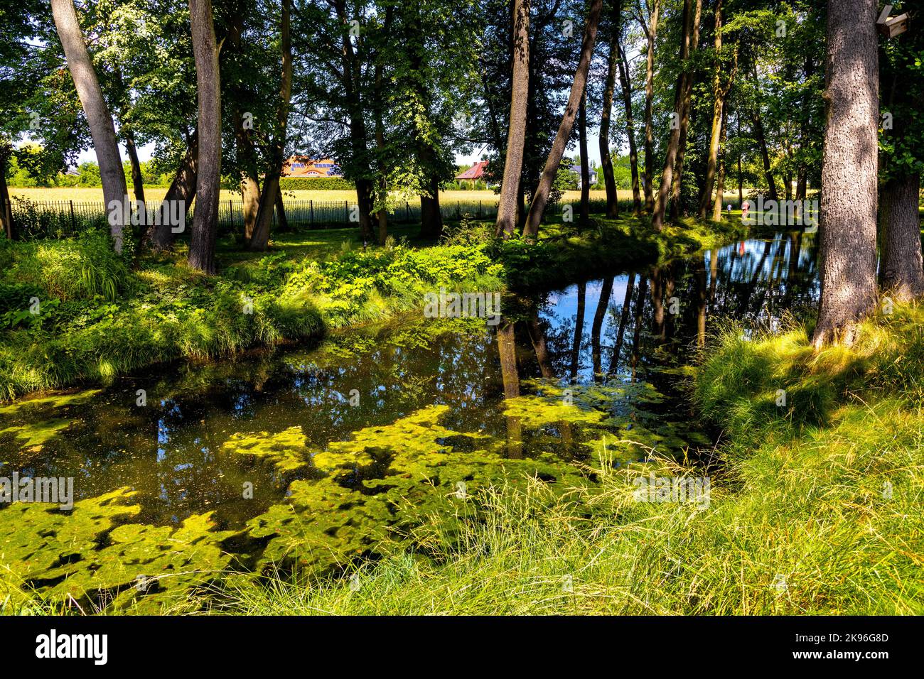 Historic park surrounding XVI century Rozalin Palace with vintage trees ...