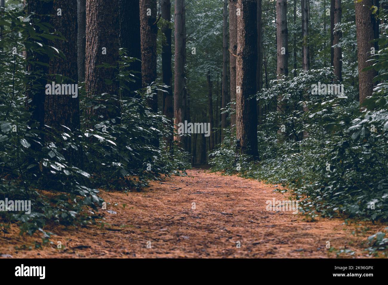 The landscape of a beautiful enchanted forest Stock Photo - Alamy