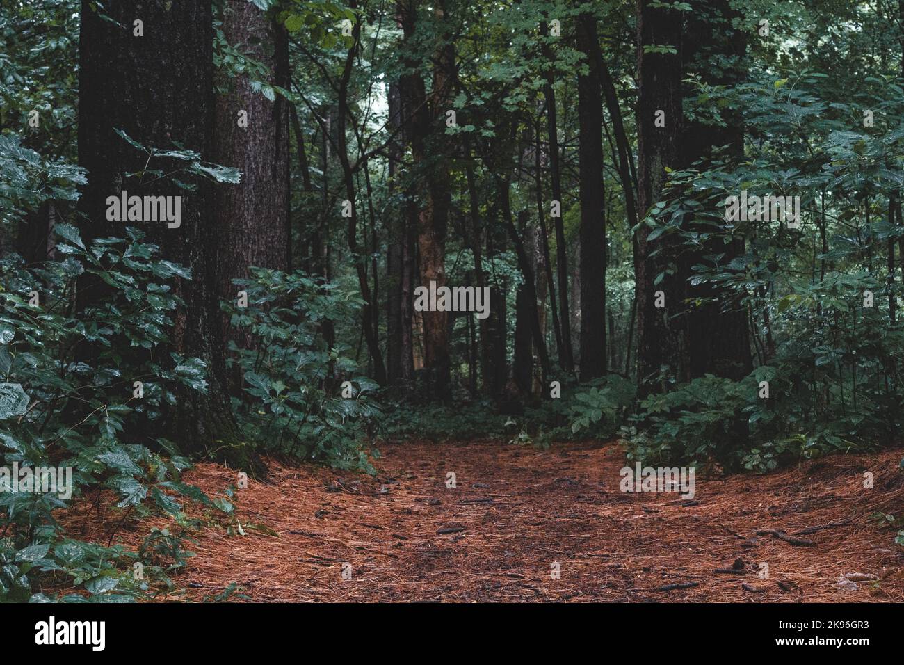 The landscape of a beautiful enchanted forest Stock Photo - Alamy