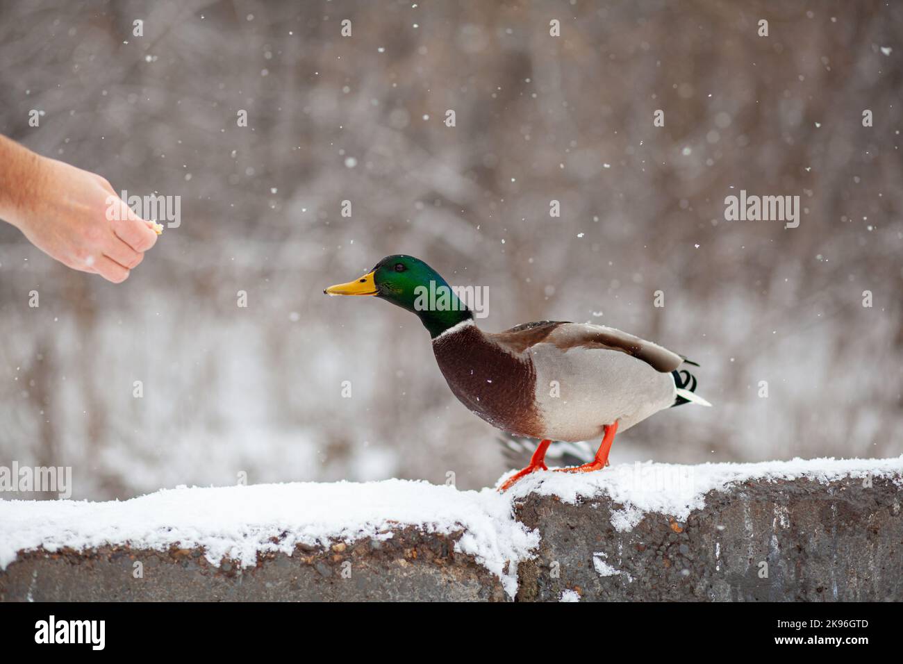 A man feeds a duck bread from his hand in winter in a public park. Duck ...