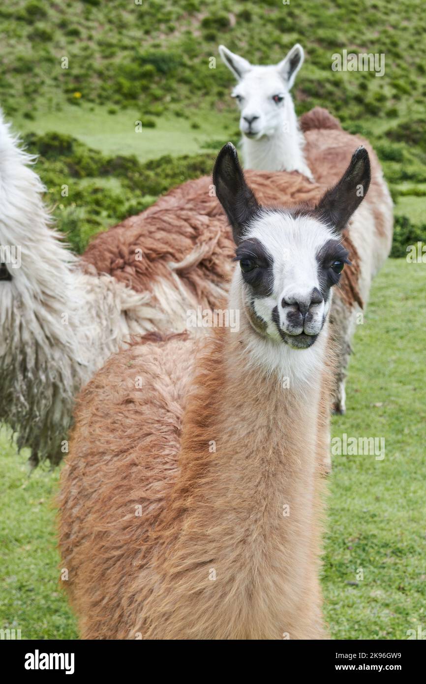 Vertical photograph of a group of white llamas in the mountains of ...