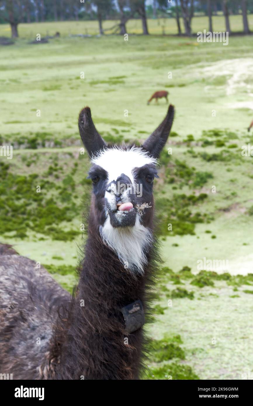 Close-up vertical photograph of a black llama with a white face in the ...