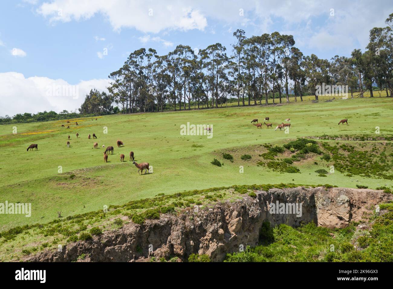 Horizontal photograph with several brown llamas in the mountains of ...