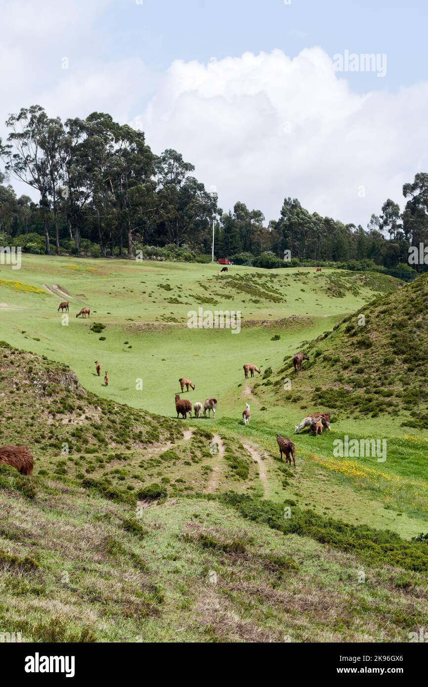 Vertical photograph with several brown llamas in the mountains of ...