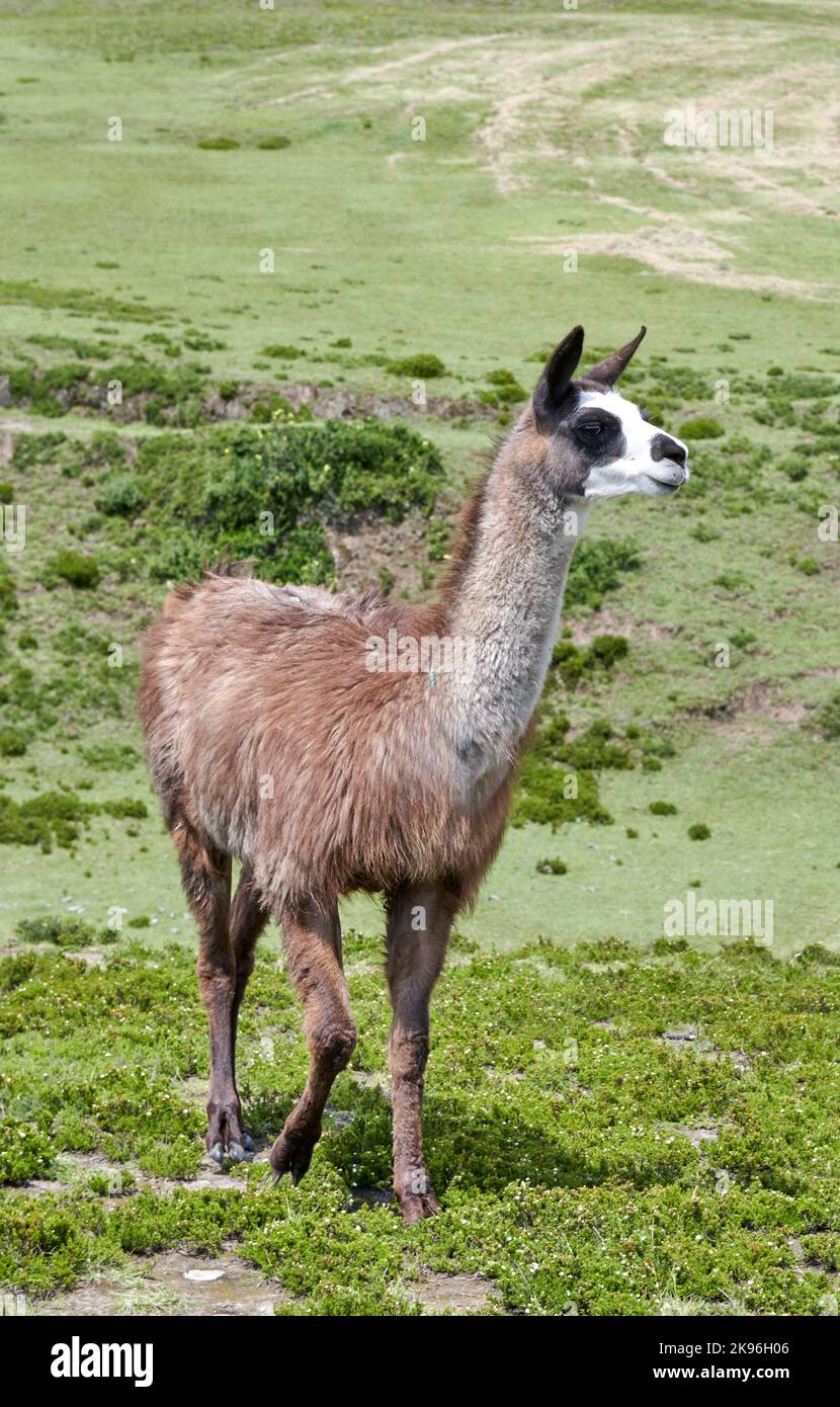 Vertical photograph of brown llama with white face in the mountains of ...