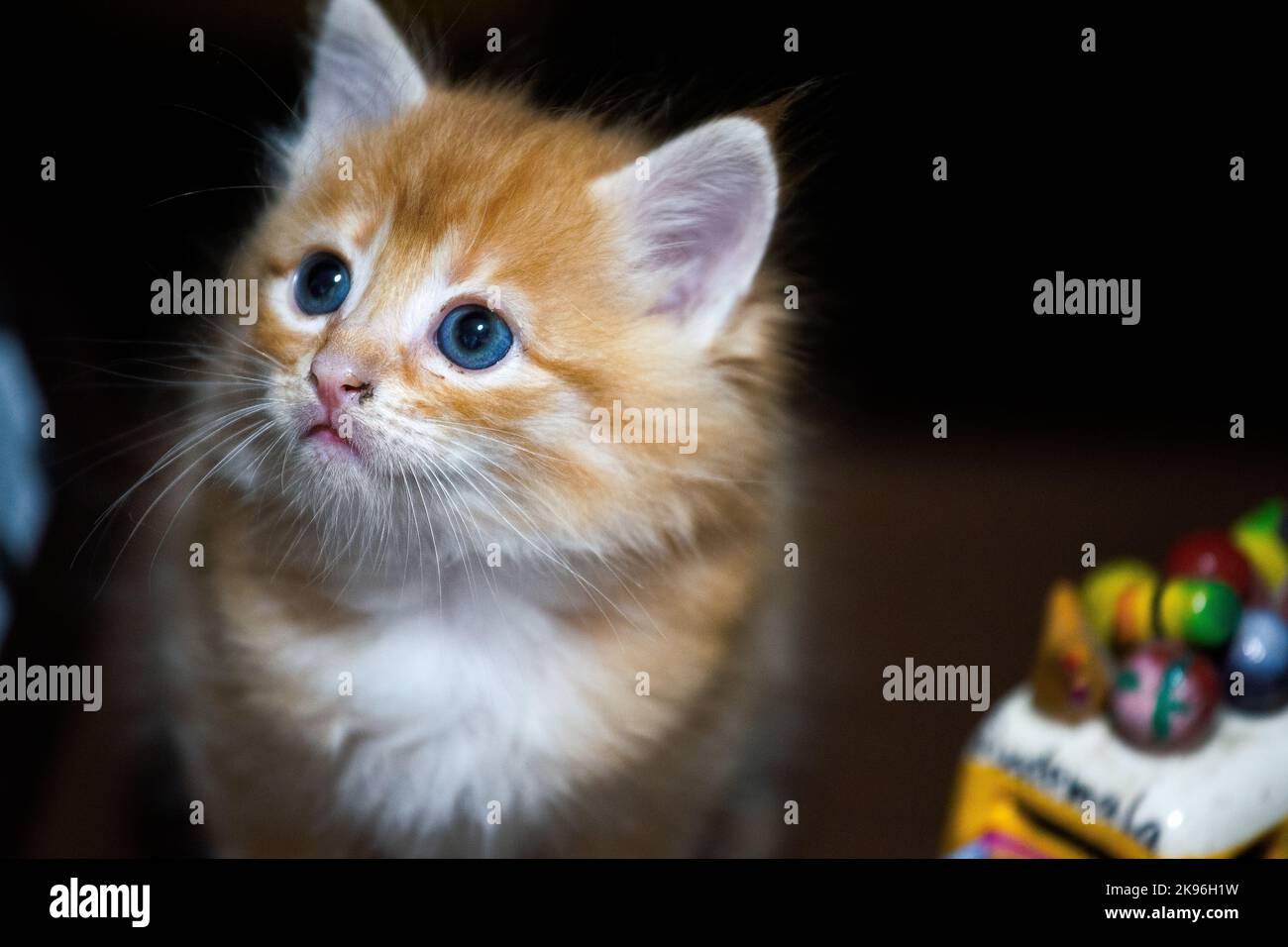 A closeup of a cute ginger kitten with blue eyes Stock Photo - Alamy