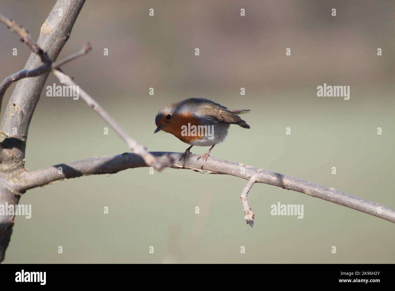 A closeup shot of an orange European robin bird perched on a tree Stock ...