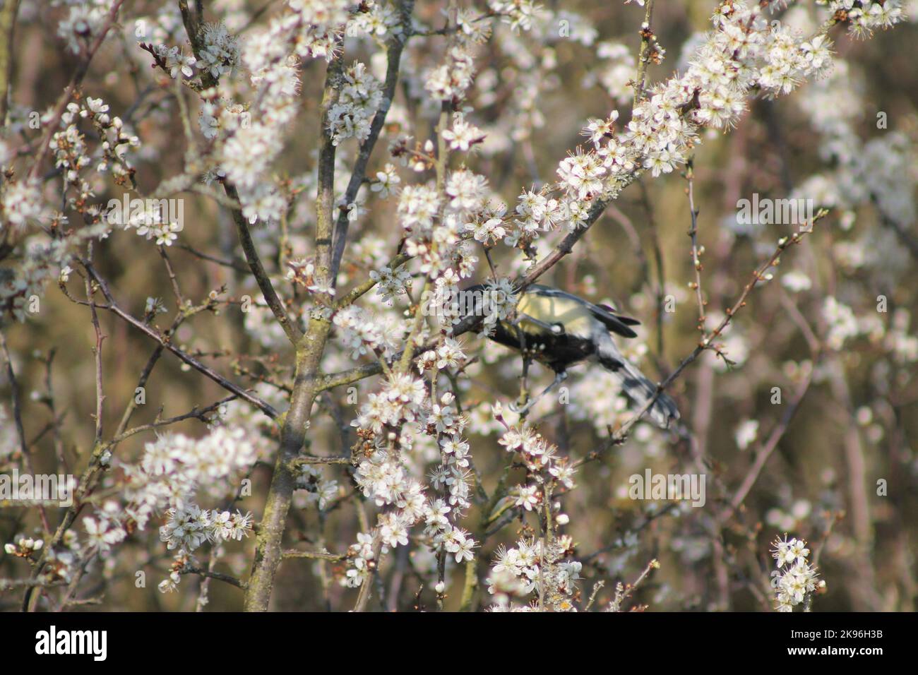 A yellow great tit bird perched hiding in flower on a field Stock Photo ...
