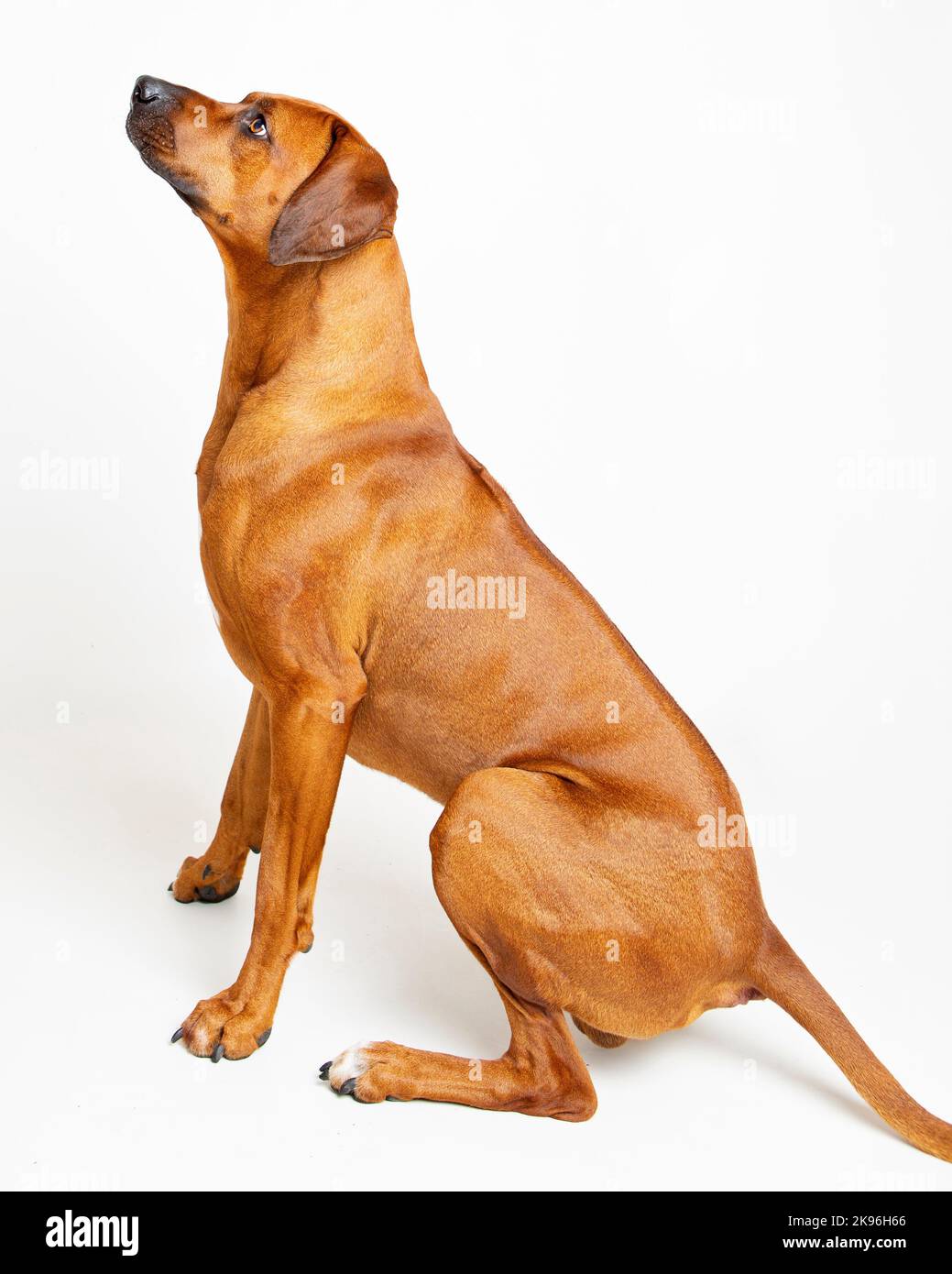 Rhodesian Ridgeback Dog Photographed in a Professional Studio ...