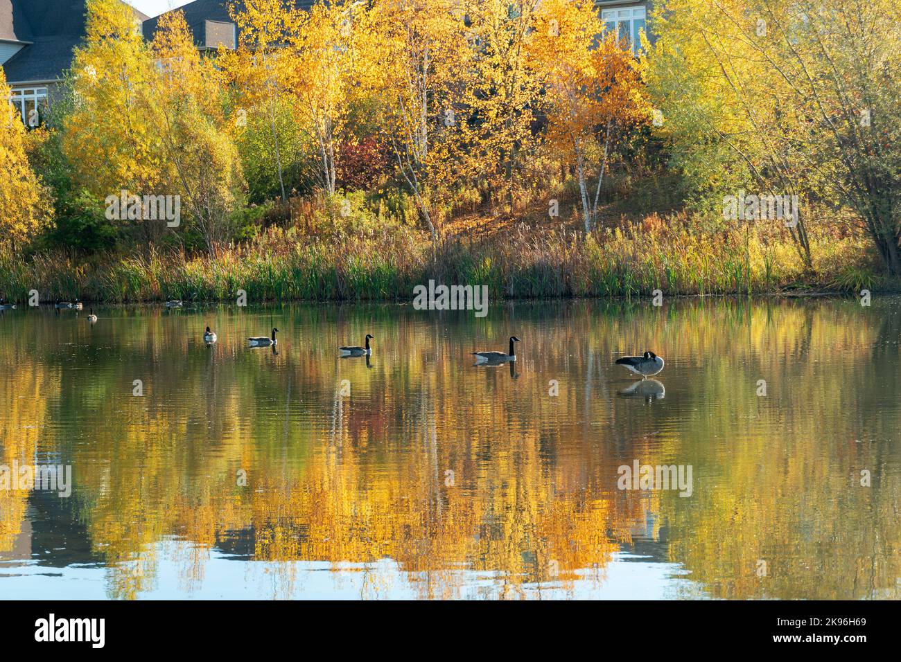 A family of Canadian black-headed geese swims in a small, town lake ...