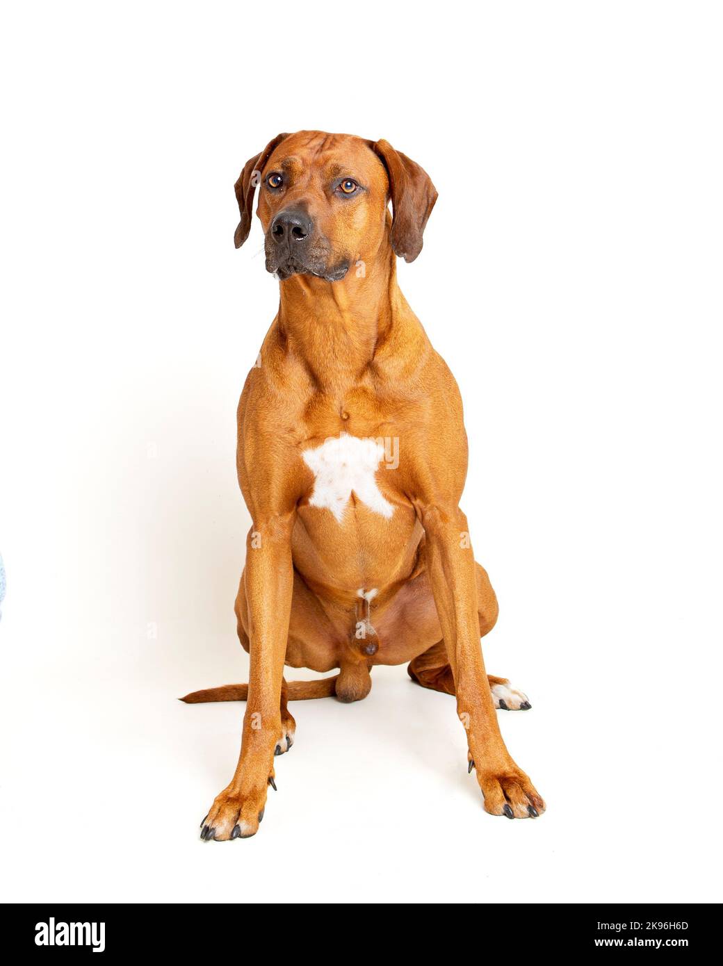 Rhodesian Ridgeback Dog Photographed in a Professional Studio ...