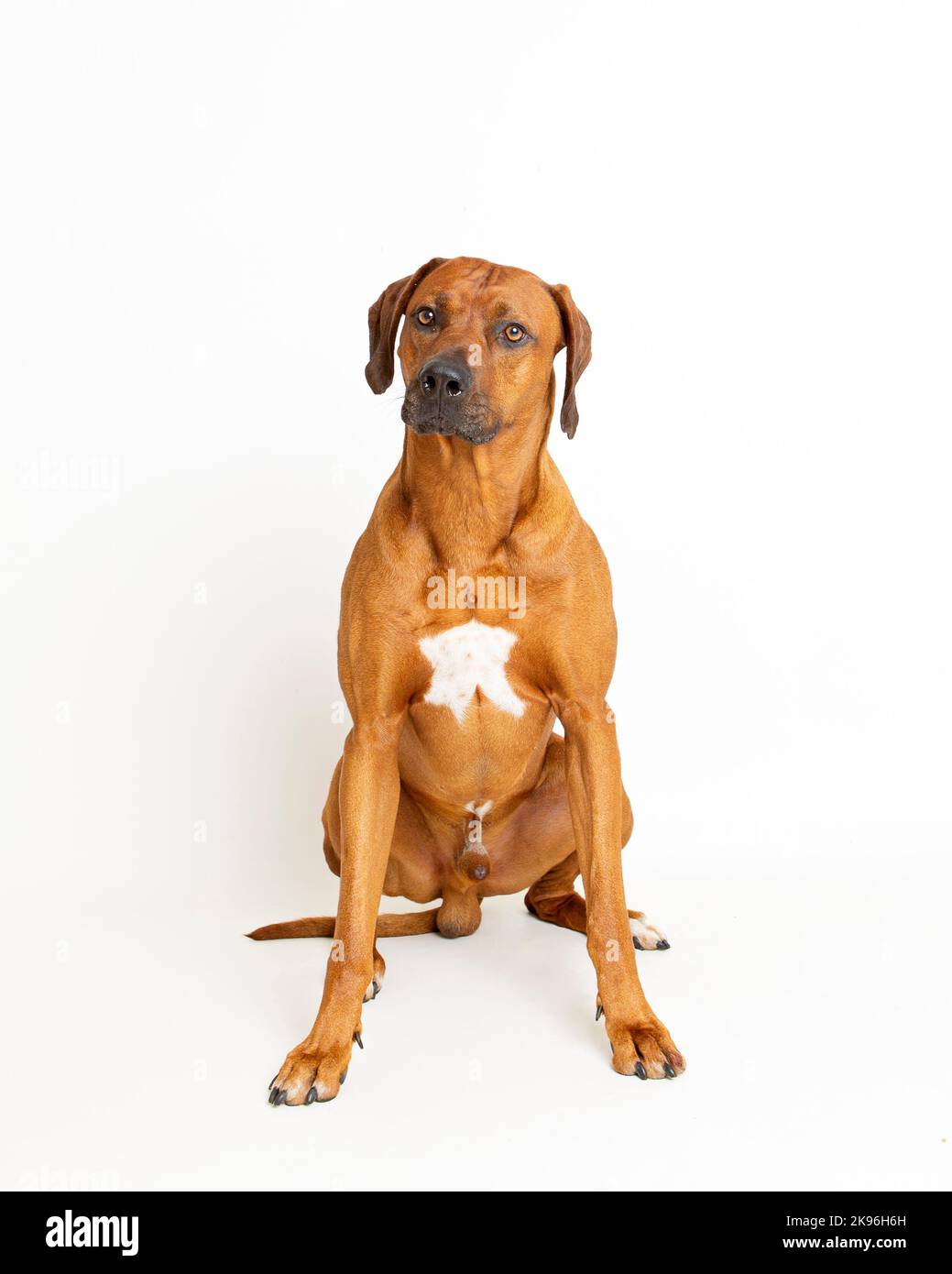 Rhodesian Ridgeback Dog Photographed in a Professional Studio ...