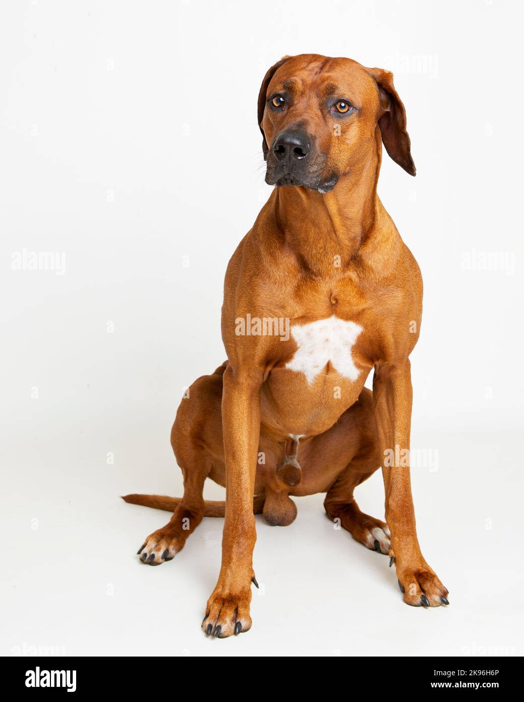 Rhodesian Ridgeback Dog Photographed in a Professional Studio ...