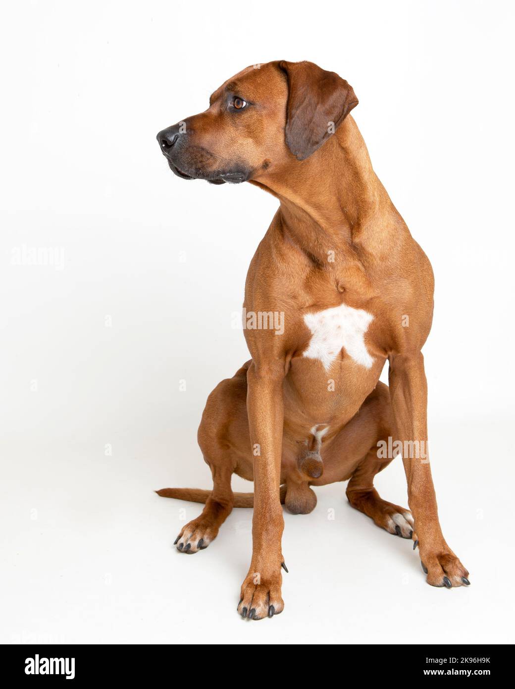 Rhodesian Ridgeback Dog Photographed in a Professional Studio ...