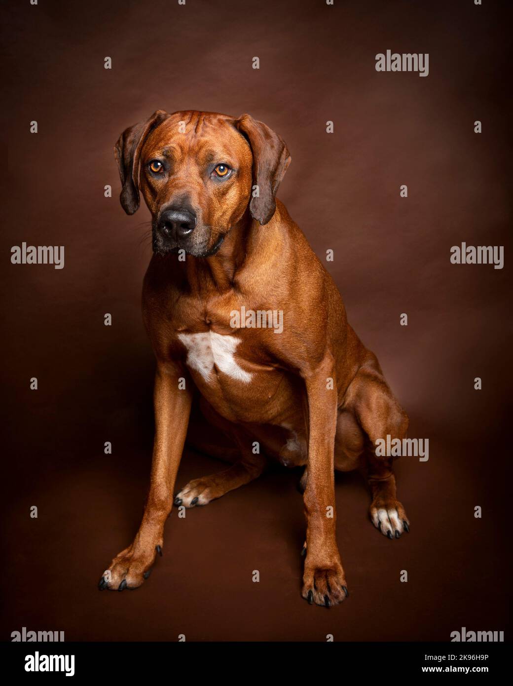 Rhodesian Ridgeback Dog Photographed in a Professional Studio ...