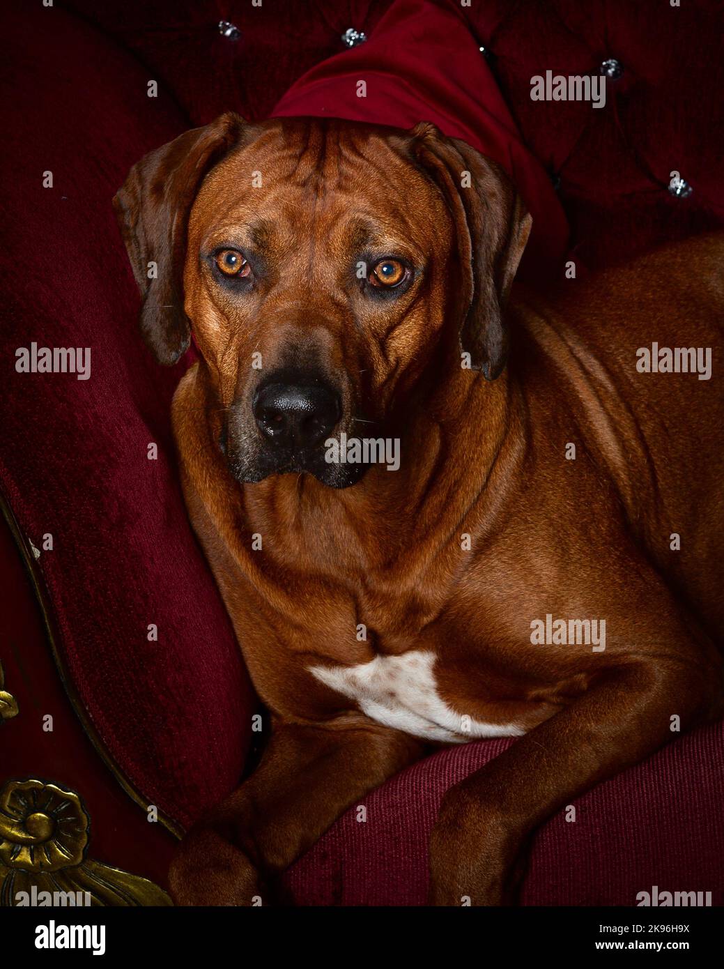 Rhodesian Ridgeback Dog Photographed in a Professional Studio ...