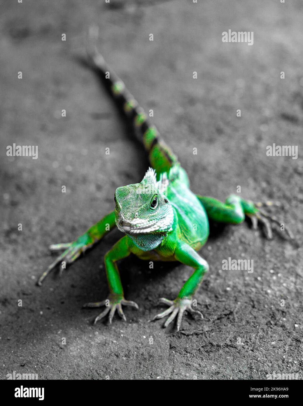 A vertical shot of a Green iguana standing on the ground Stock Photo ...