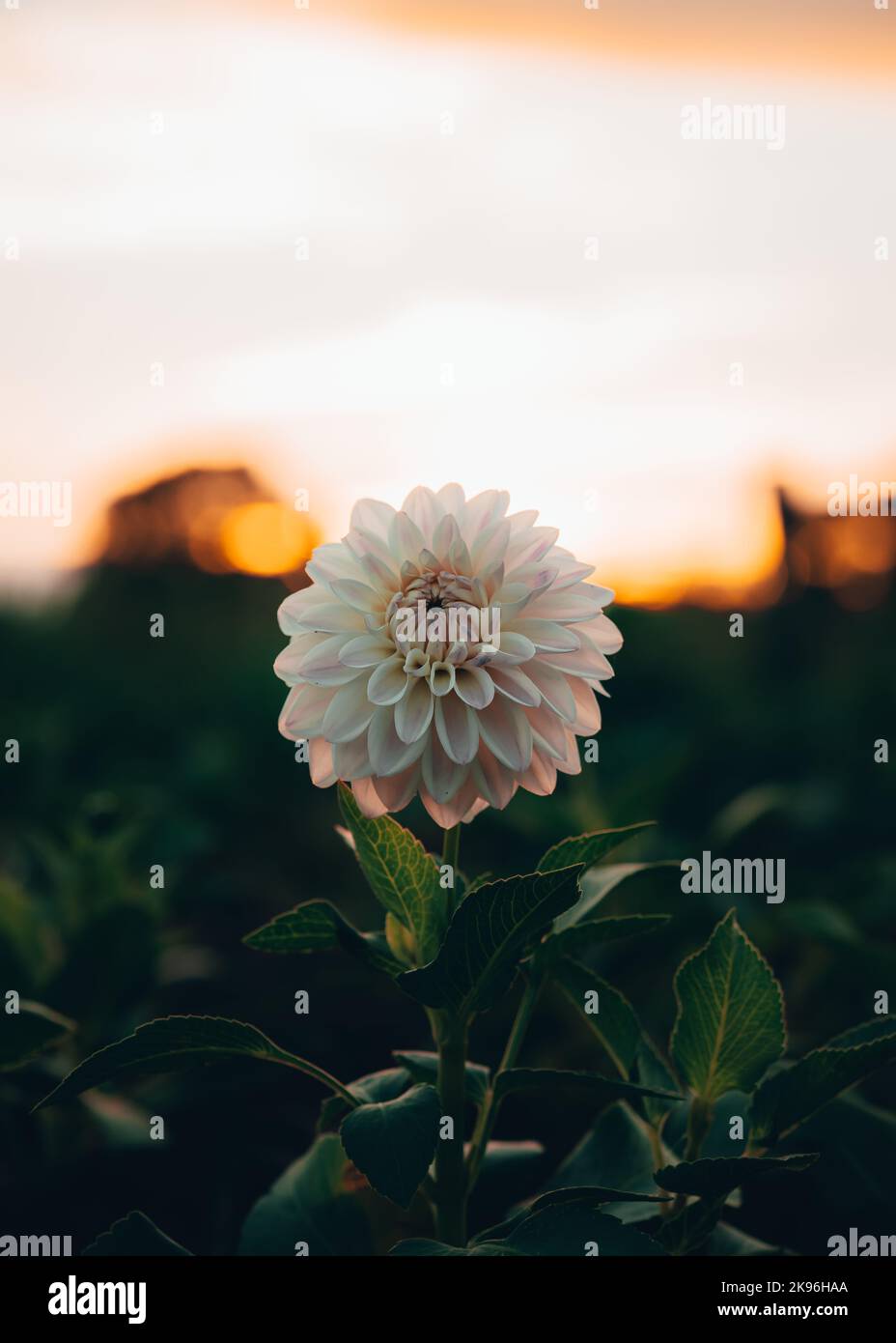 A vertical closeup shot of a blooming white Dahlia flower on a field at ...
