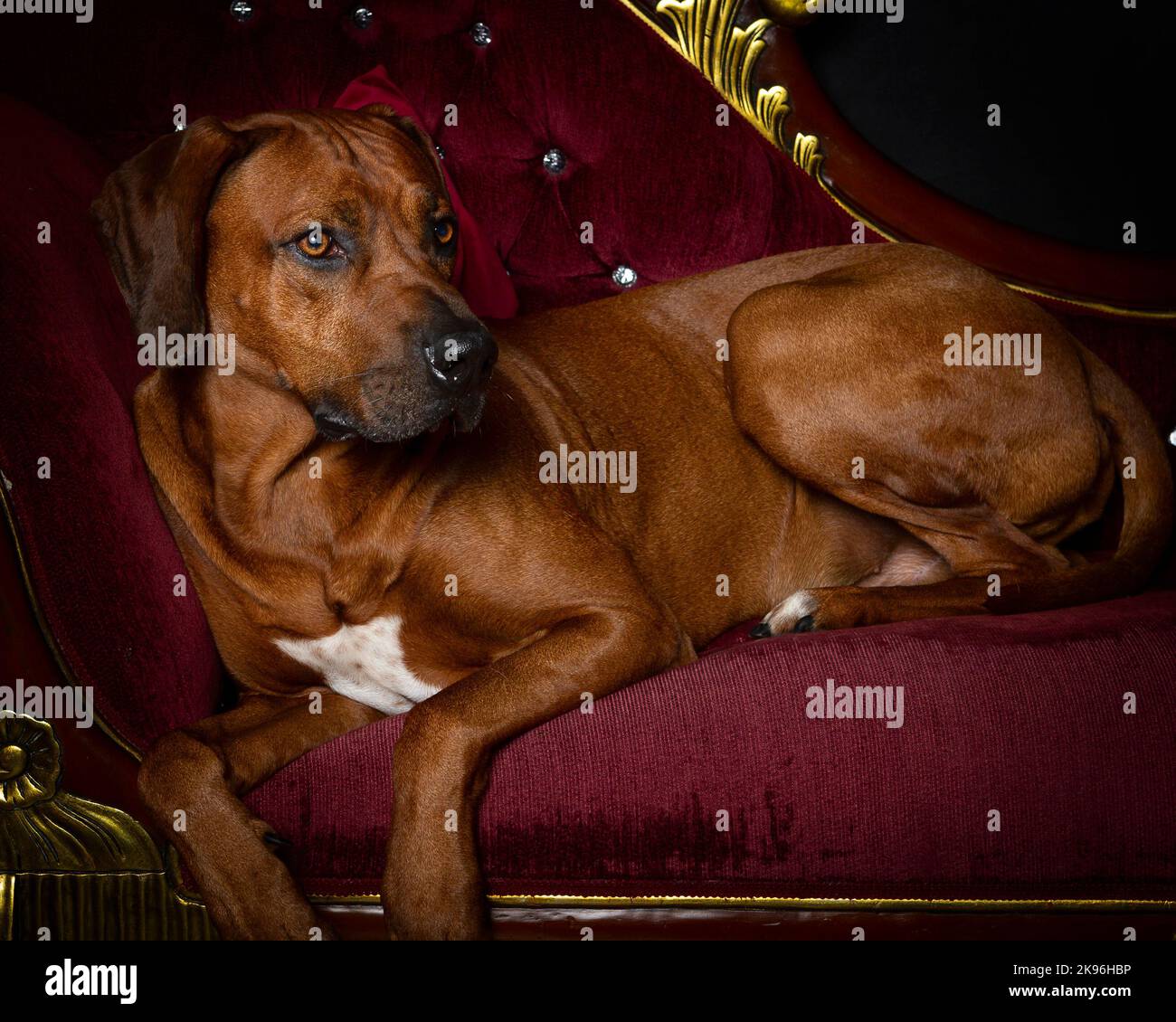 Rhodesian Ridgeback Dog Photographed in a Professional Studio ...