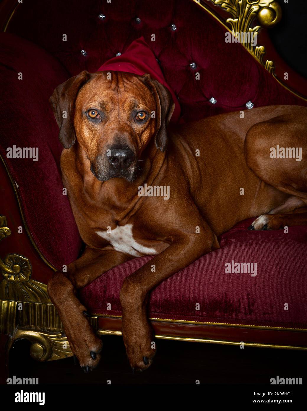 Rhodesian Ridgeback Dog Photographed in a Professional Studio ...