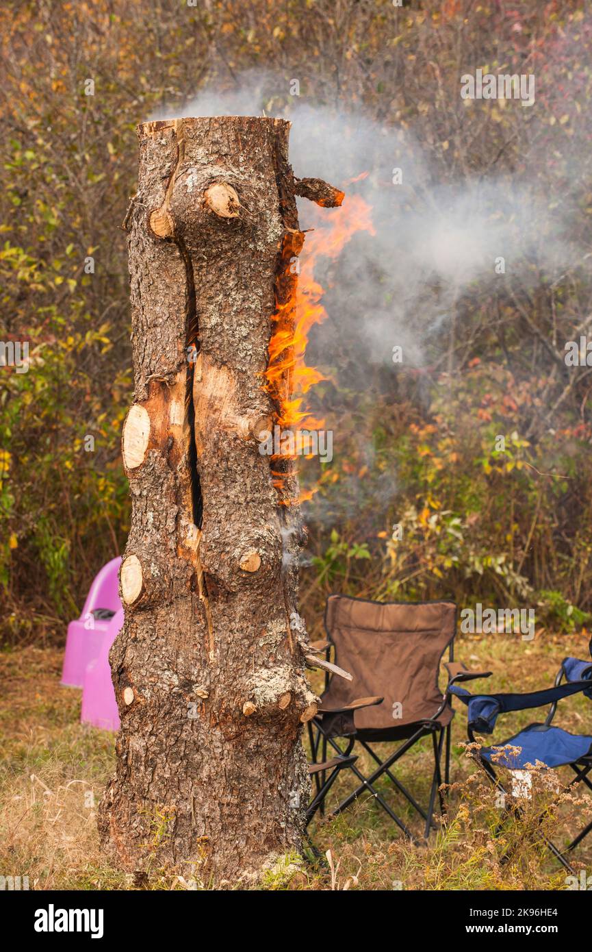 A verticl shot of a burning tree trunk in a forest Stock Photo - Alamy