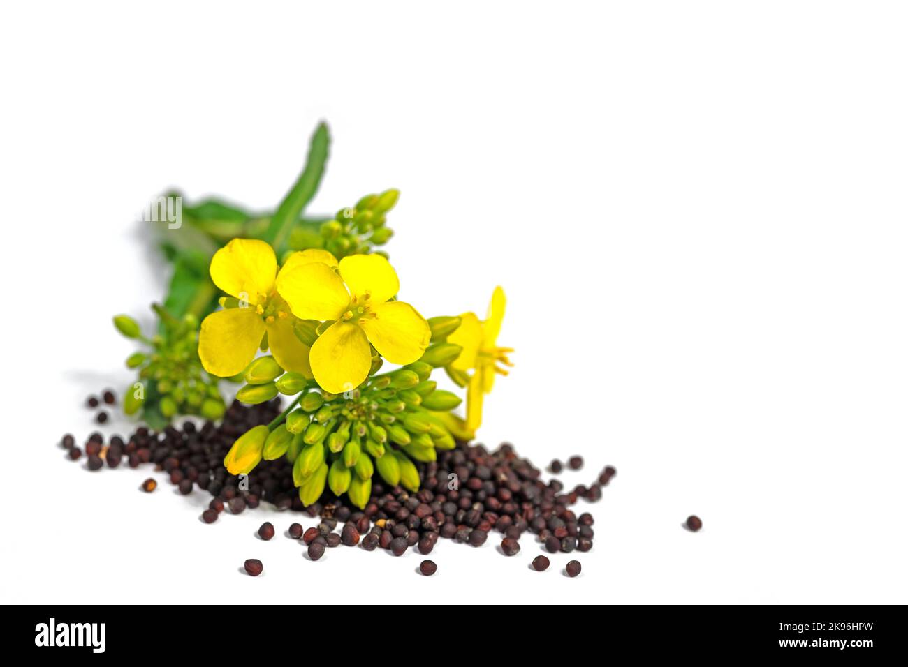 Rapeseed flowers and rapeseed grains isolated against white background ...