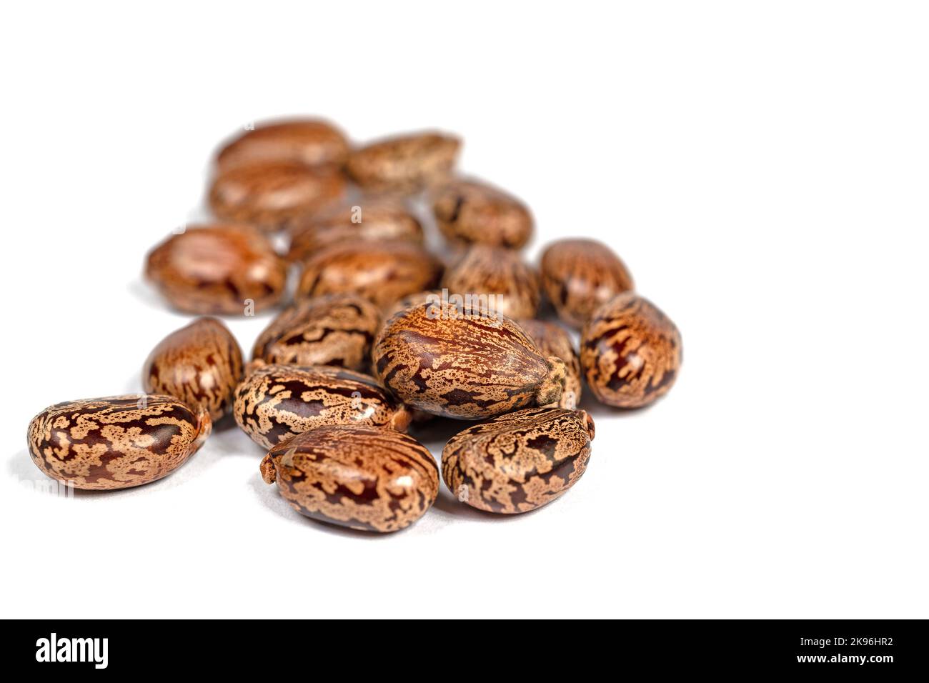 Seeds of the miracle tree, castor oil plant, against white background ...