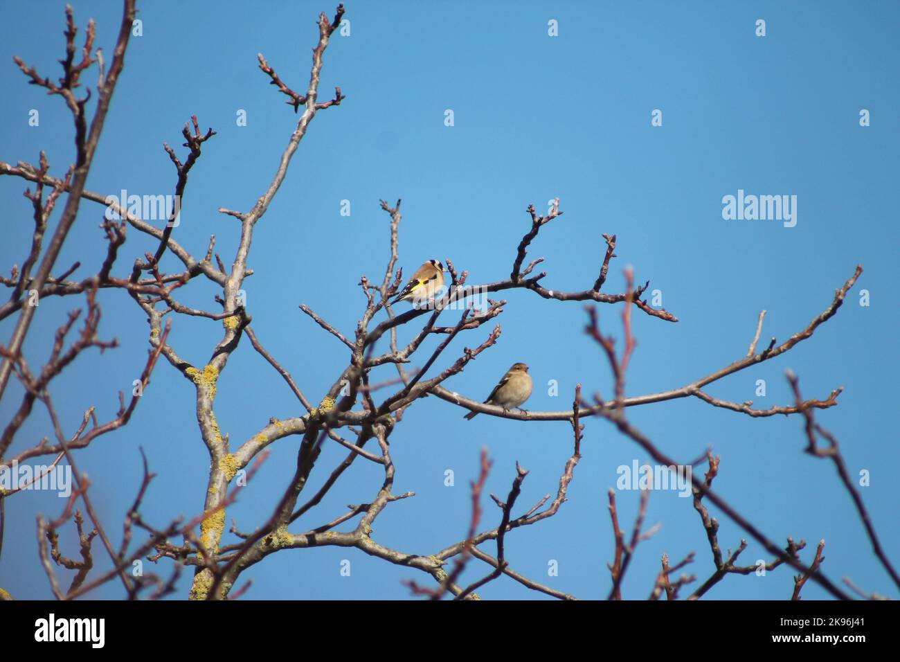 A low angle shot of two birds perched on a tree branch in a blue sky ...