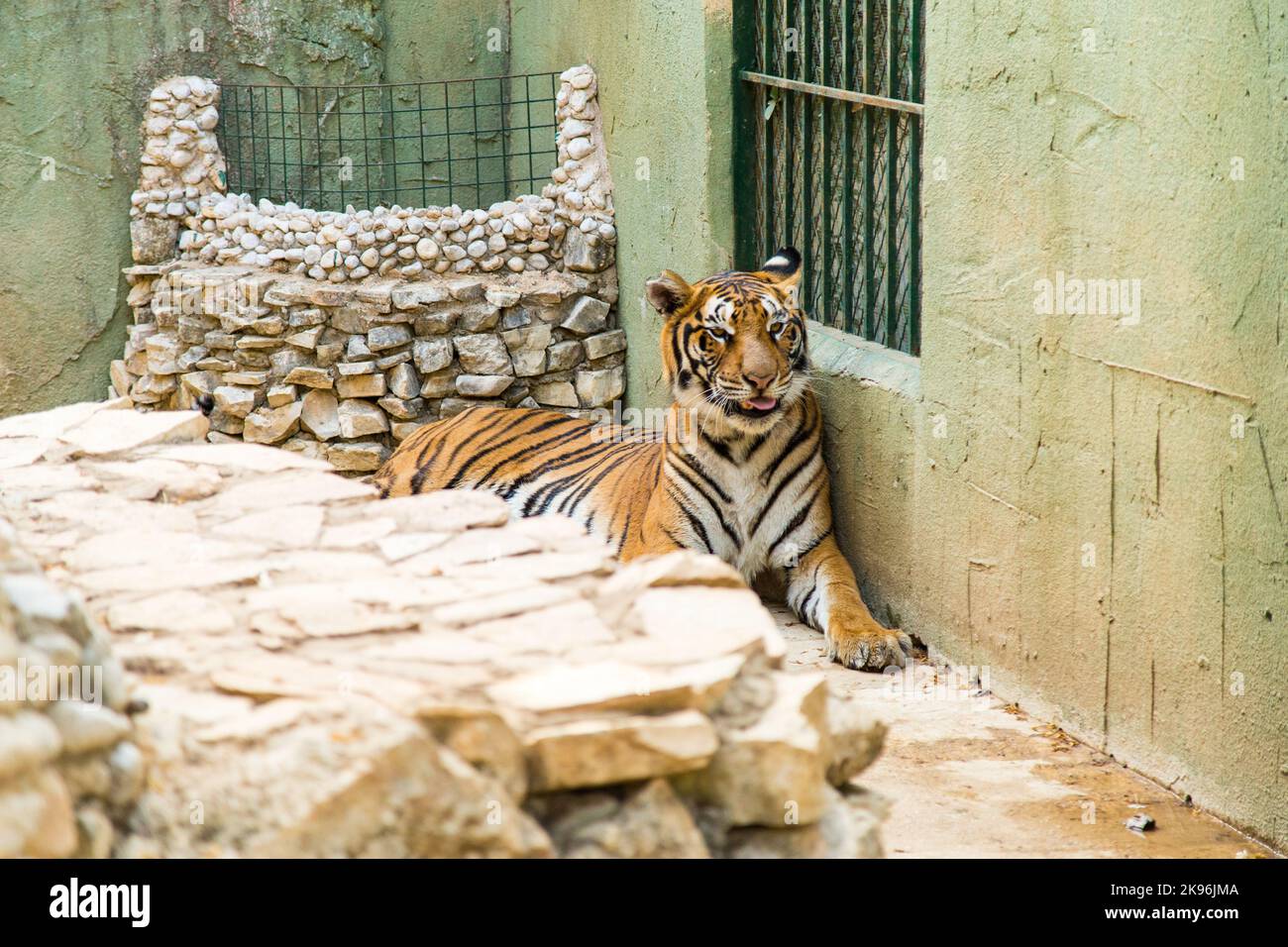 A tiger lying inside the zoo Stock Photo - Alamy