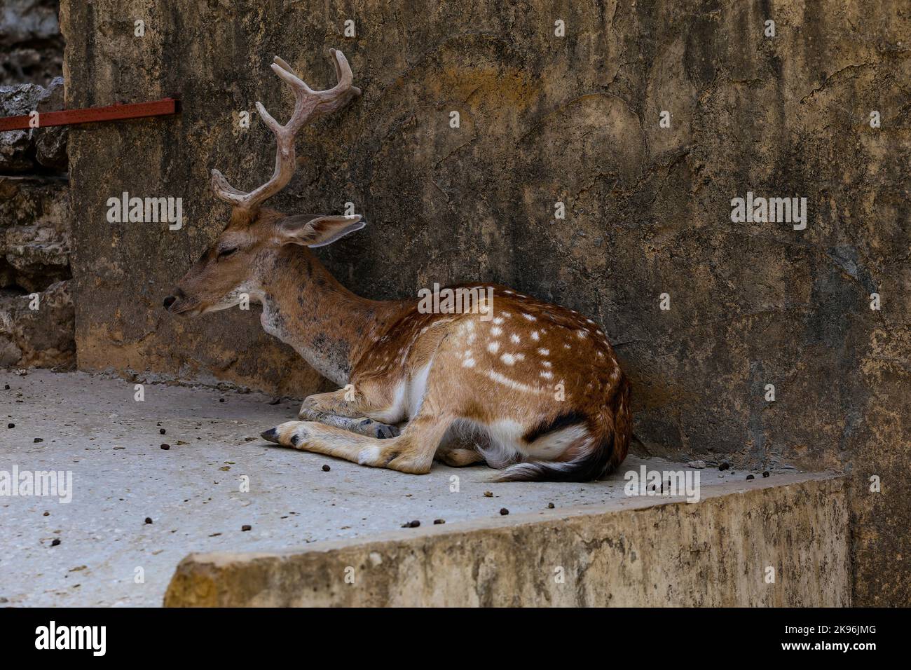 A brown deer with long antlers lying inside the zoo Stock Photo - Alamy