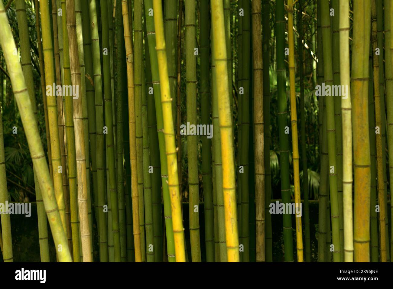 Bamboo trunks hi-res stock photography and images - Alamy