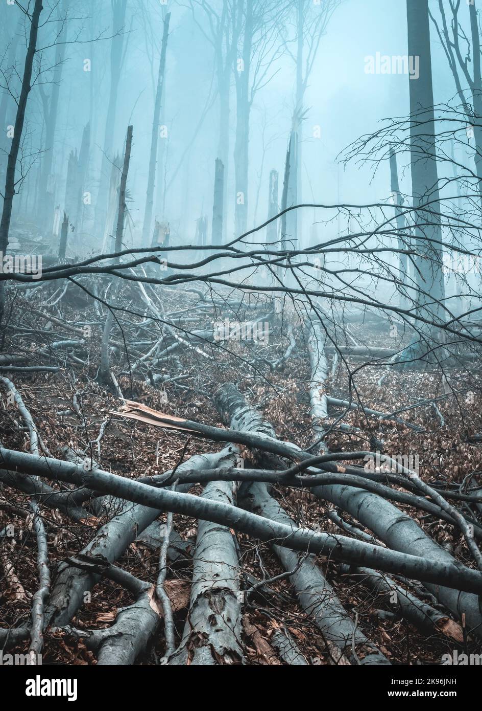 fallen and broken by storm trees in forest in Carpathian mountains ...