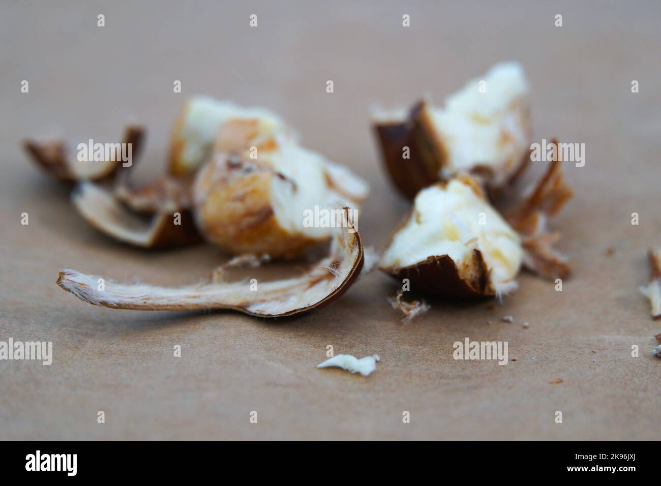Single chopped Chestnut on brown paper background Stock Photo - Alamy